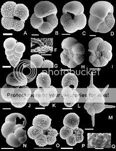 foraminiferos-1.jpg Photo by PaleoWeb | Photobucket